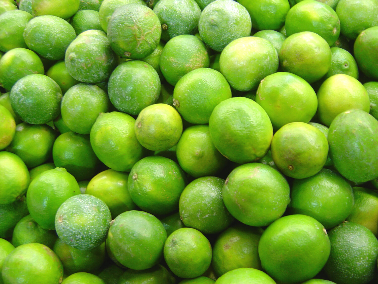 ¿Cómo cultivar limón en Colombia y cómo ser efectivo en la producción ...